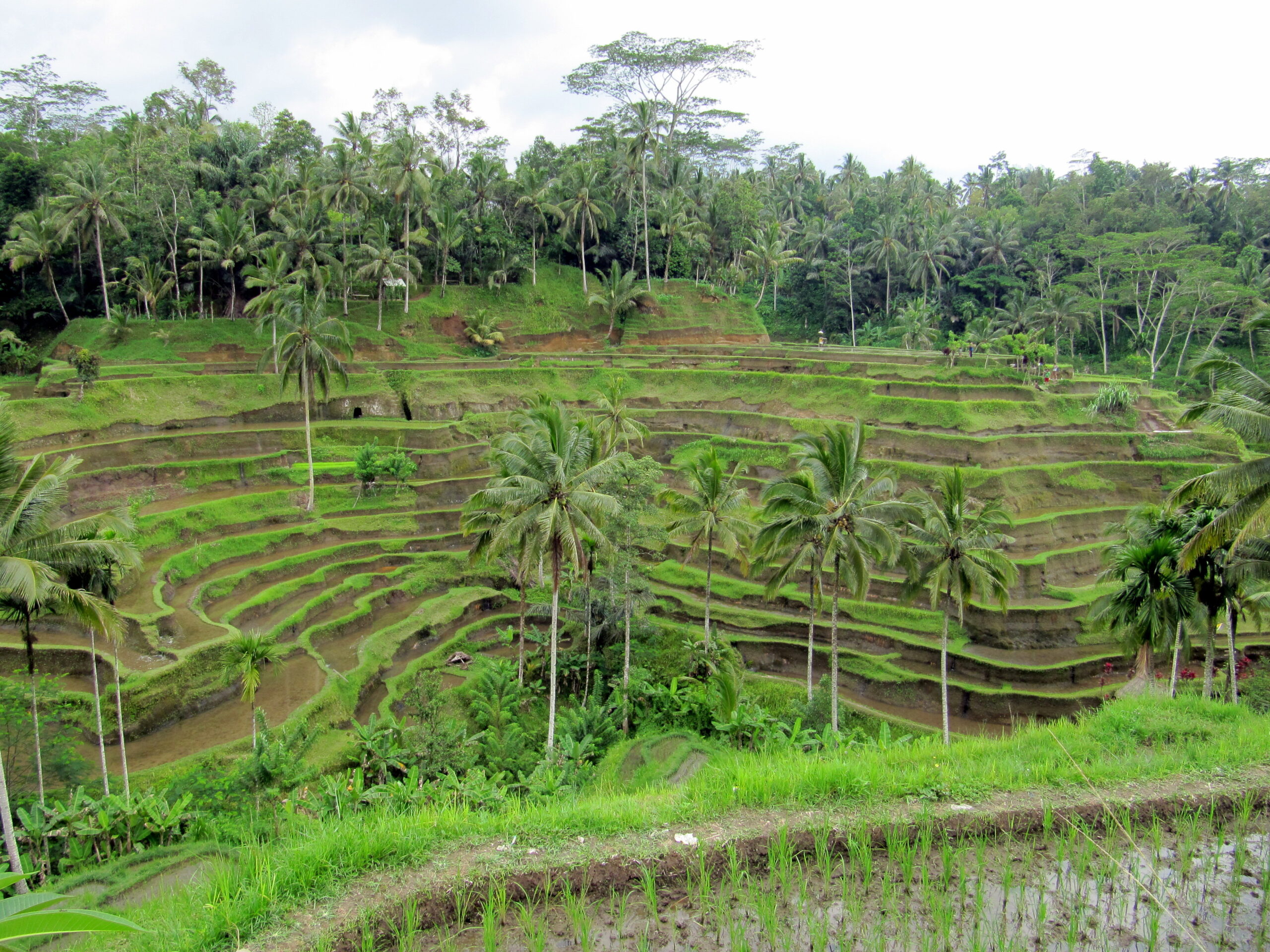 The Results Data Initiative (RDI) – Development Gateway: An IREX ...